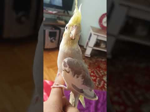 Sultan papağanım konuşmaya çalışıyor