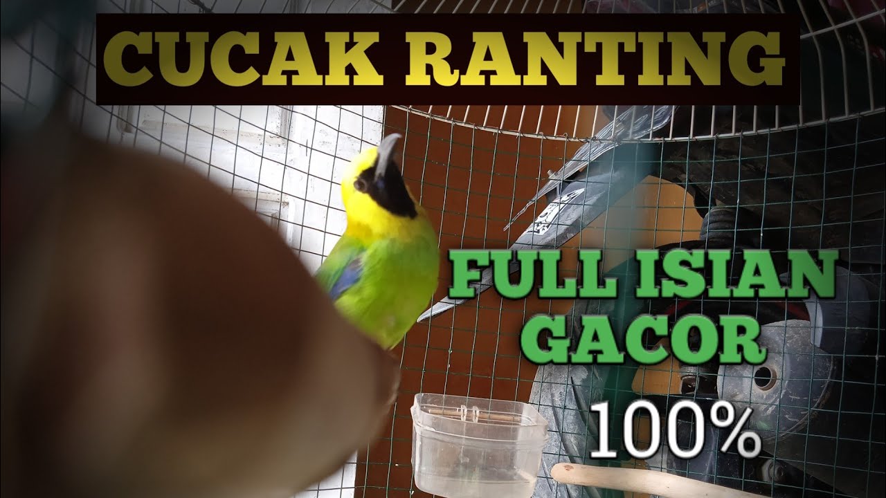BURUNG CUCAK RANTING GACOR FULL ISIAN || BIKIN PANAS DAN NAIKIN EMOSI ...