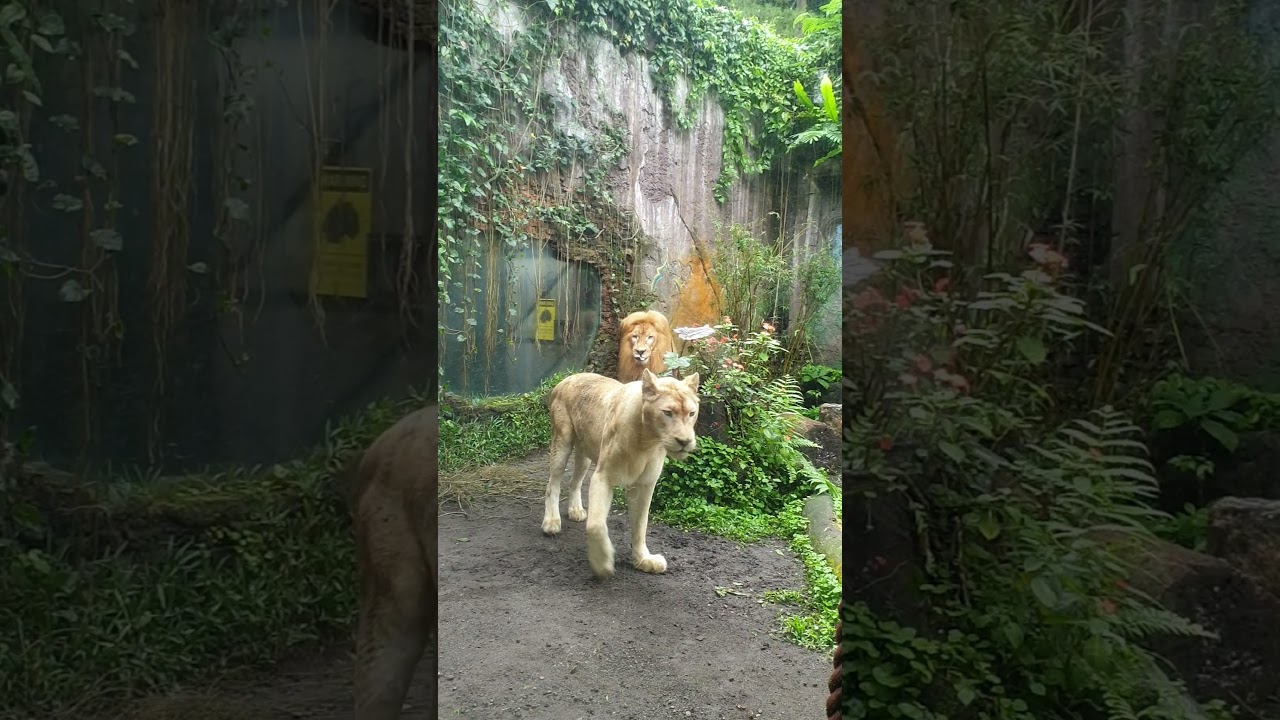 LION KING . THE REAL KING OF RIMBA !! - YouTube