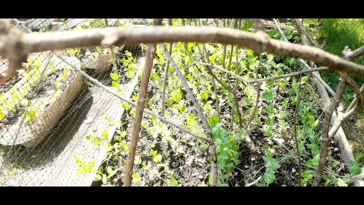 Free trellis for my Snap peas!Dried branches from our trees - YouTube