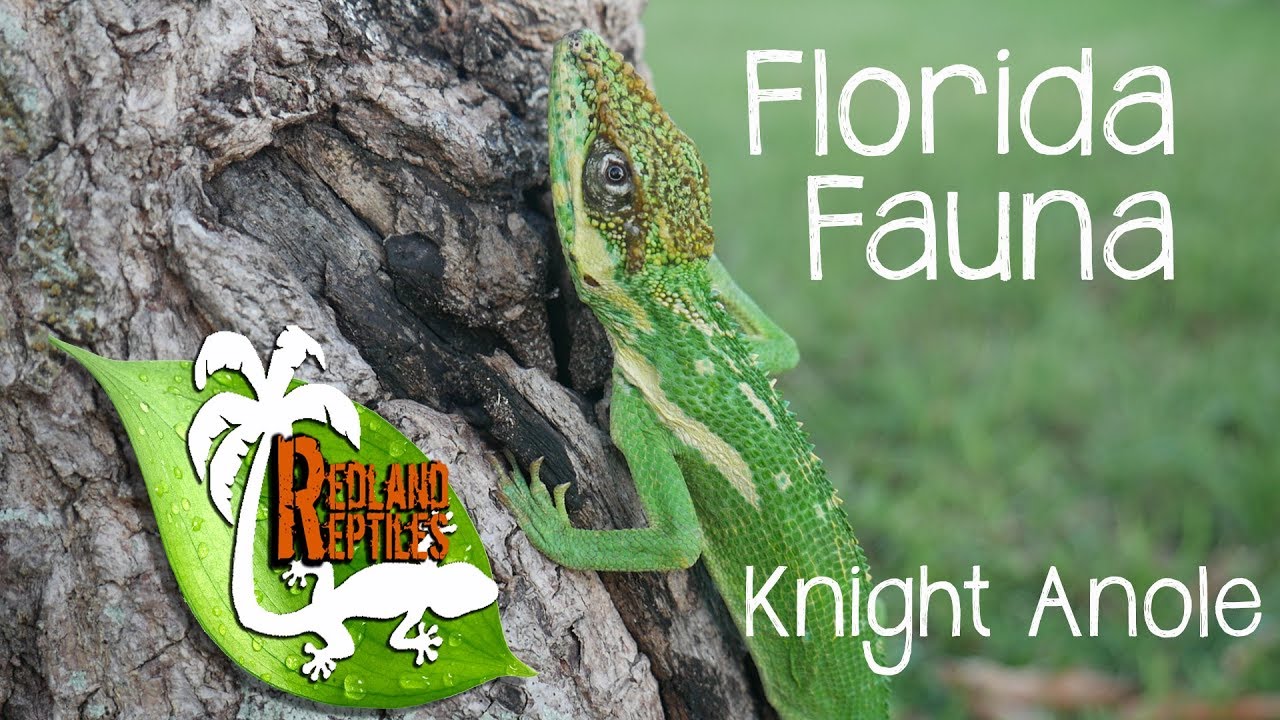 Florida Fauna - The Cuban Knight Anole - YouTube