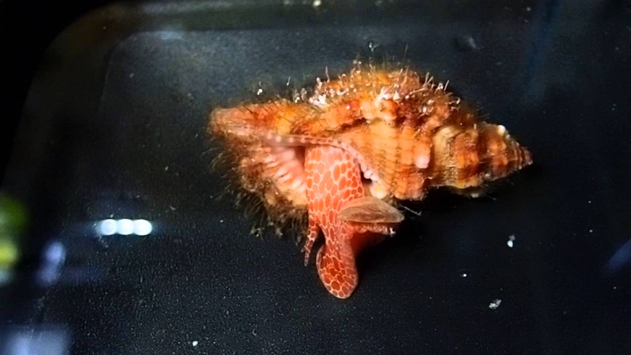 Cymatium (Monoplex) aquatile P8041914 - YouTube