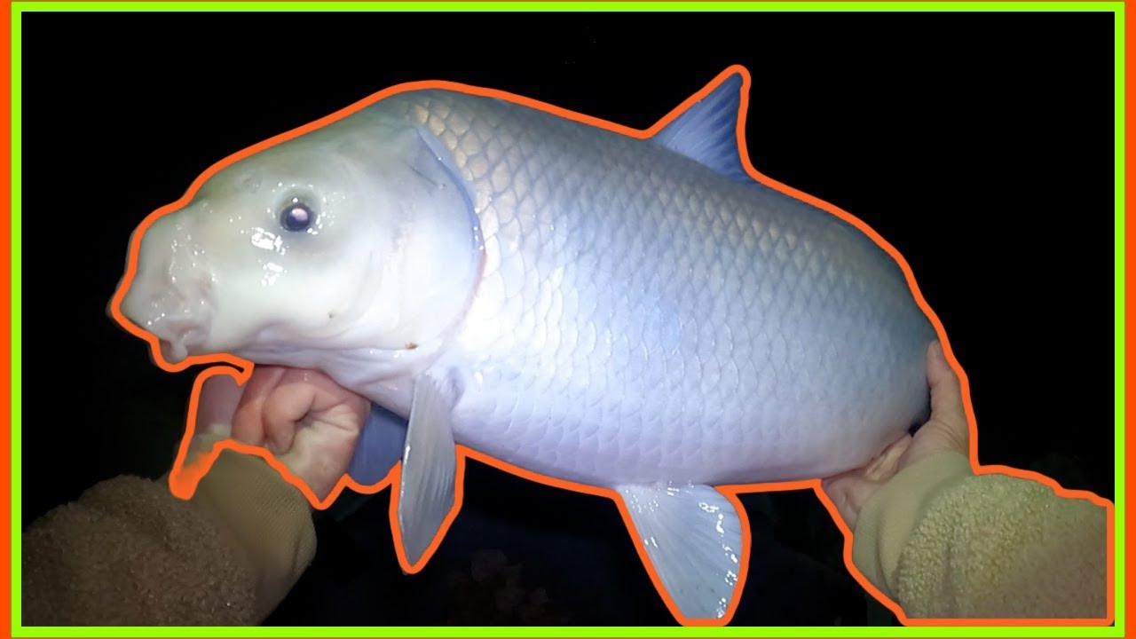The big fish are here - YouTube