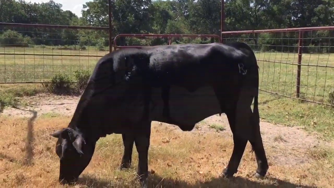 Registered Brangus Heifers (Bred and Open) by Happy R Ranch in Central ...