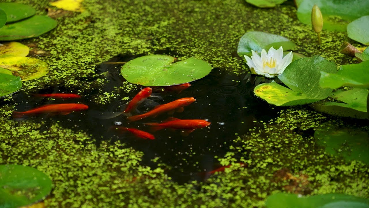 Pond Ambience ASMR | Afternoon Relaxation with Gentle Rain and Soothing ...