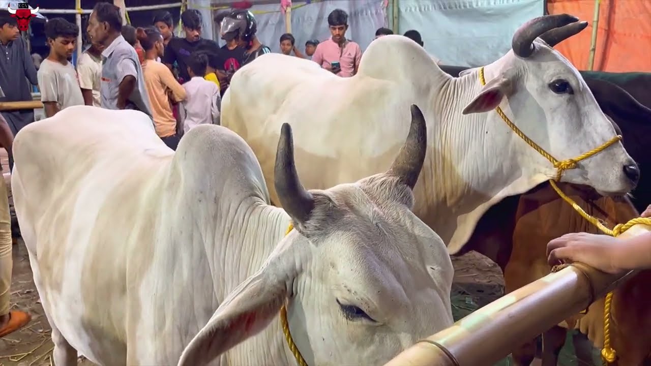 FULL COLLECTION 😍 OF LOHAPOOL COW HAAT TOPSIA KOLKATA 2023 🐮 ️ ...