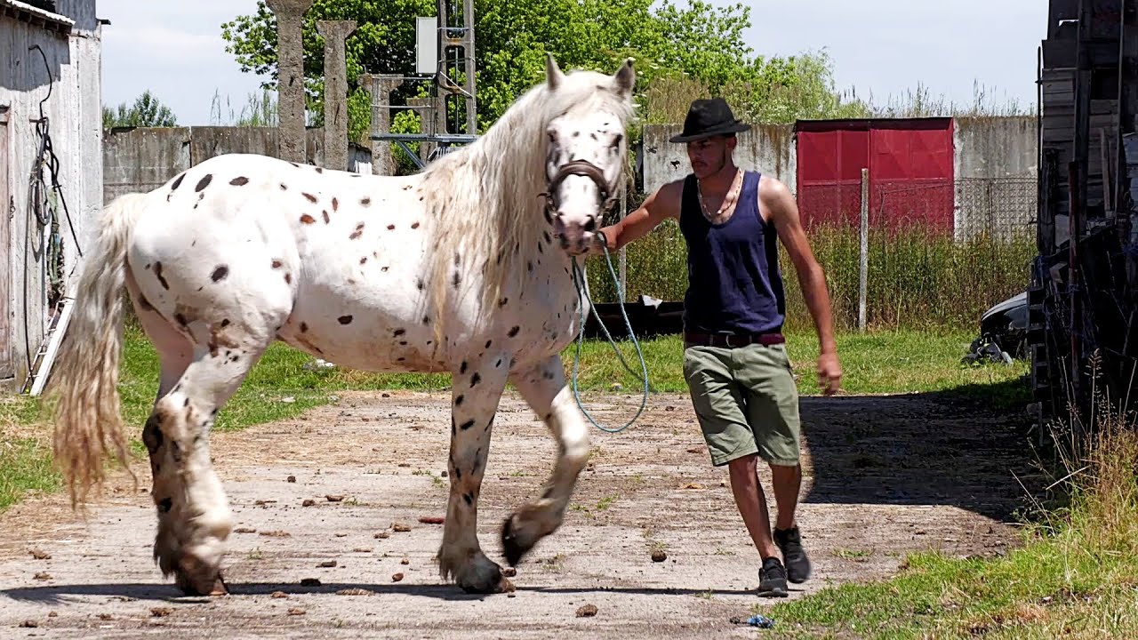 Caii lui Grațian de la Botiz - Satu Mare 2021 - YouTube