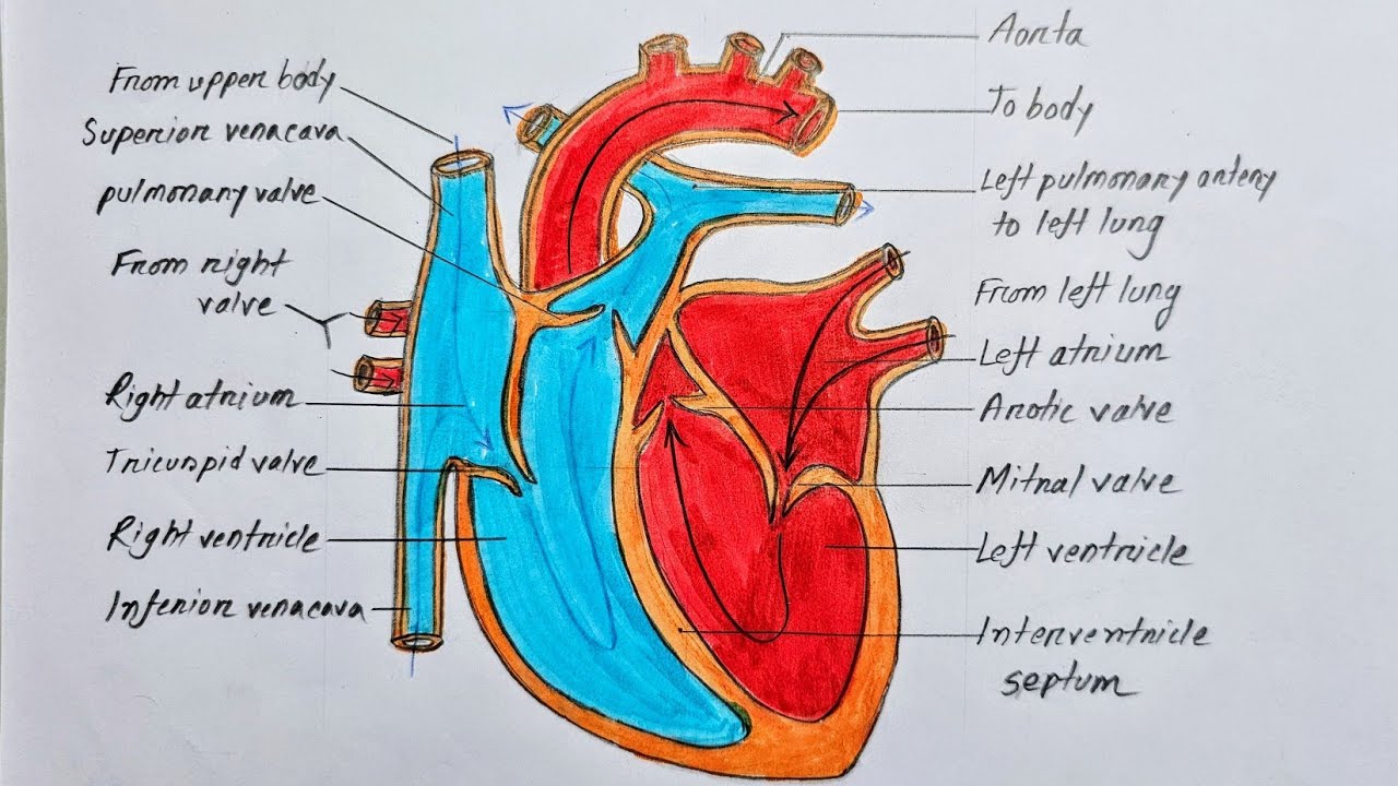 How to Draw Human Heart Cross Section | মানুষের হৃদপিন্ডের গঠন ...