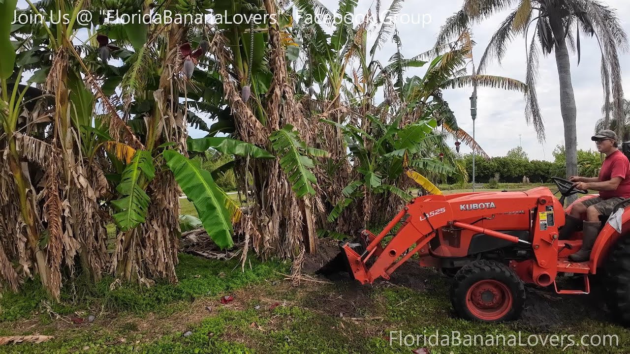 Removing Banana Plants/Clumps The EASY Way!!! (Part 2) - YouTube