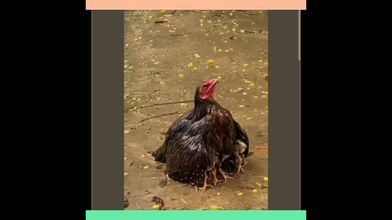 A poor hen covering her small chicks under her feather to save them in ...
