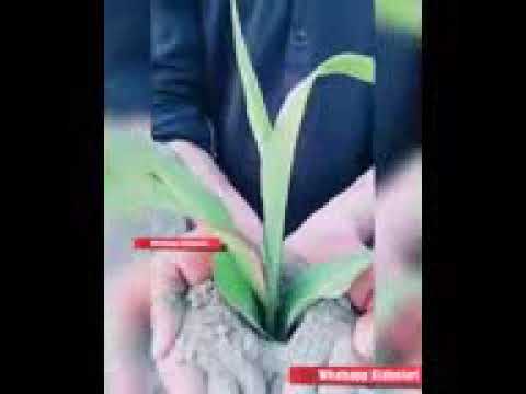 ALLAH'IN MÖCÜZƏSİ