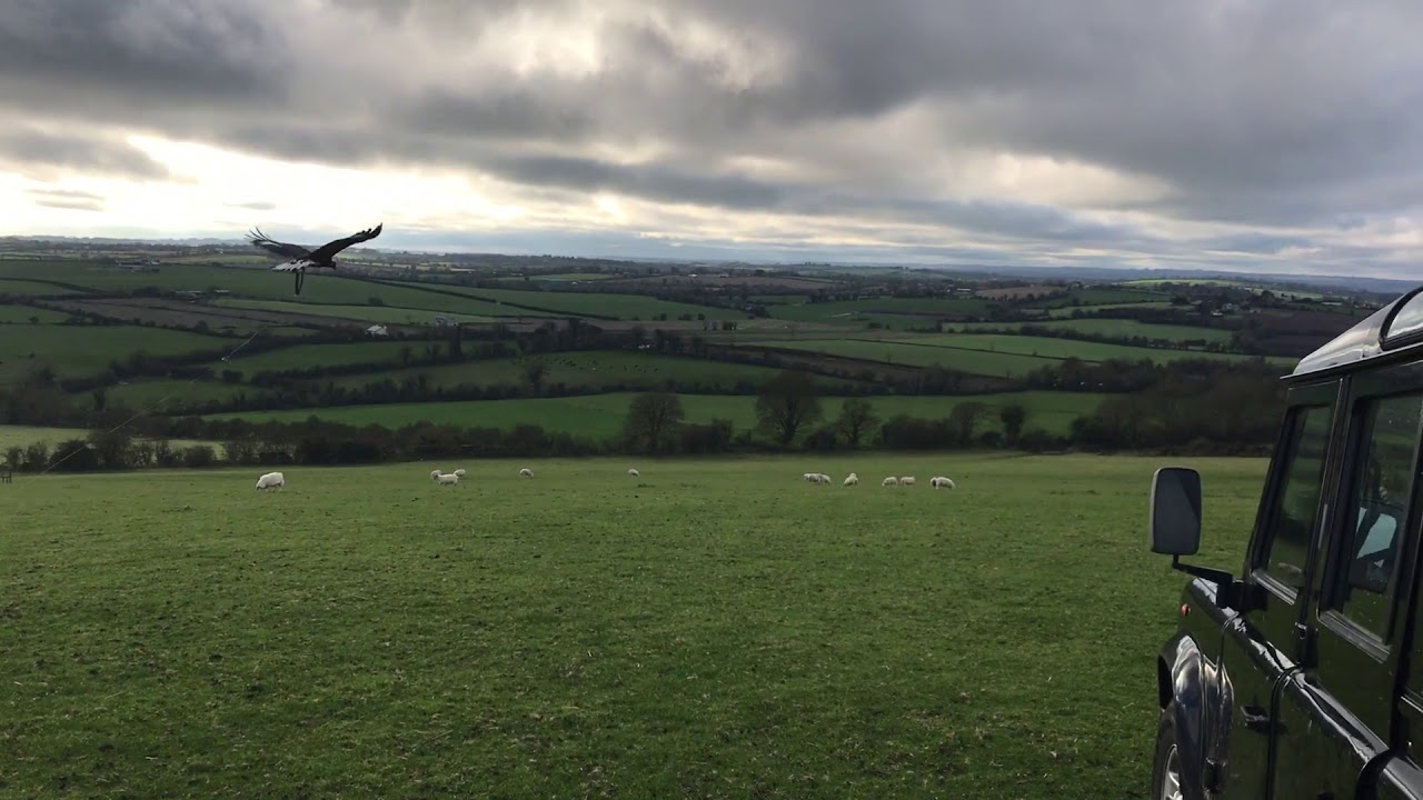 Golden Eagle- Dublin Ireland - YouTube