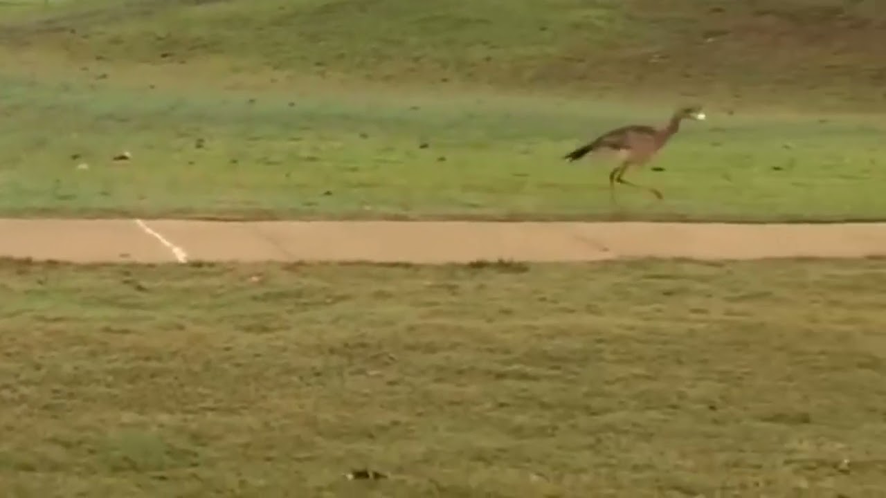 Bird playing with a golf ball with Joust (NES) sounds - YouTube