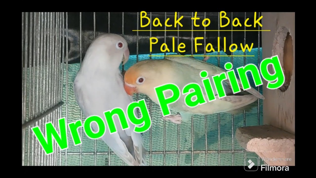 Pale Fallow Pairing Gender Reveal - YouTube
