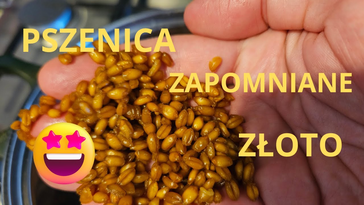 Pszenica - ziarna sukcesu. Idealna przynęta i zanęta?? Szybki sposób ...