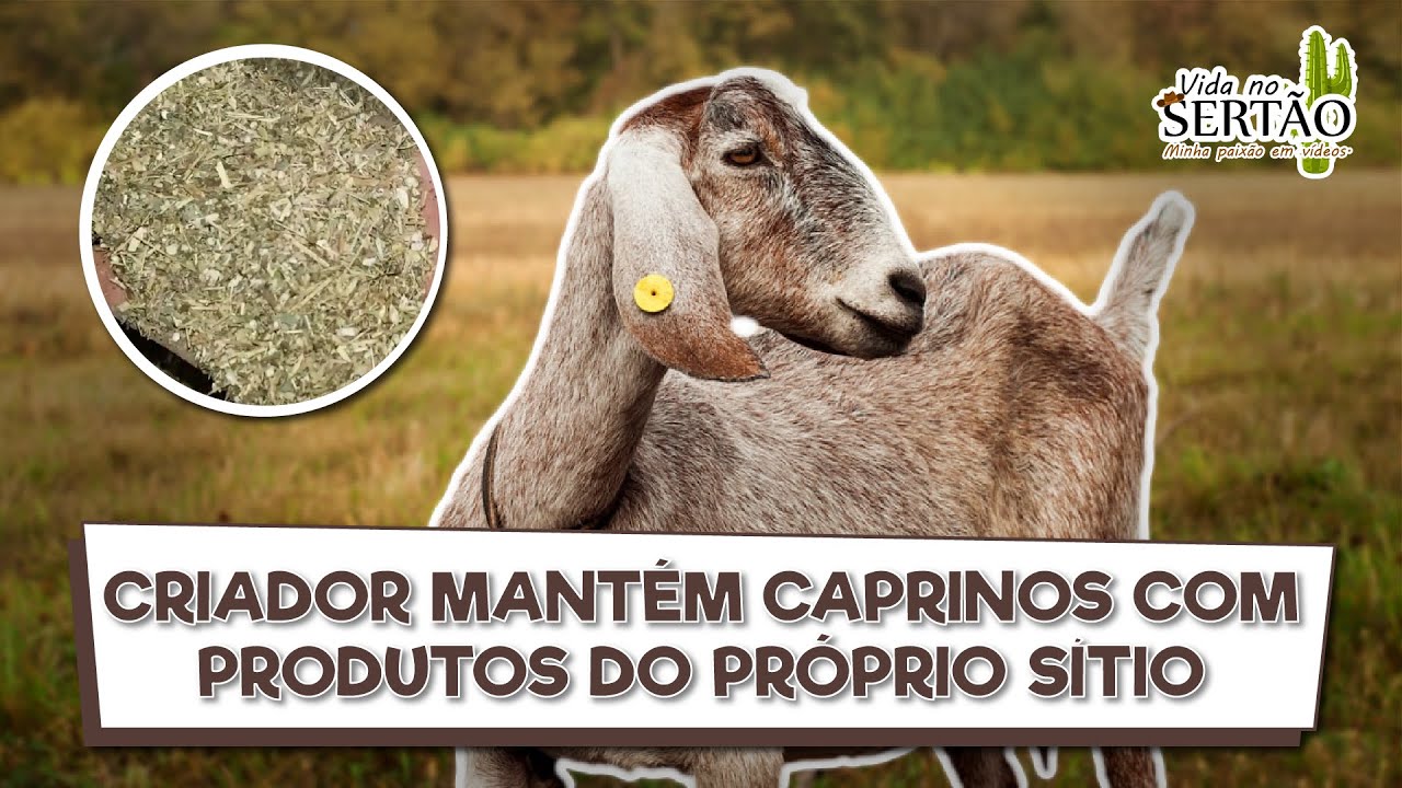 CRIADOR MANTÉM CAPRINOS COM PRODUTOS DO PRÓPRIO SÍTIO - YouTube