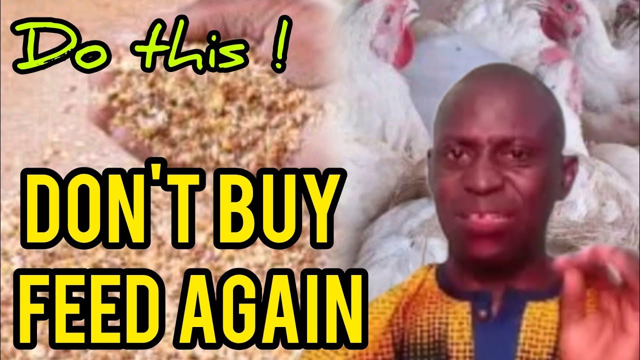 How to Formulate High-Energy Poultry Feed & Get 6kg Broilers in 60 Days ...