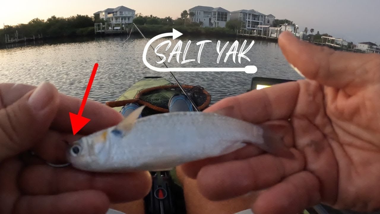 Casted Live Finger Mullet under a Dock and it came in clutch late in ...
