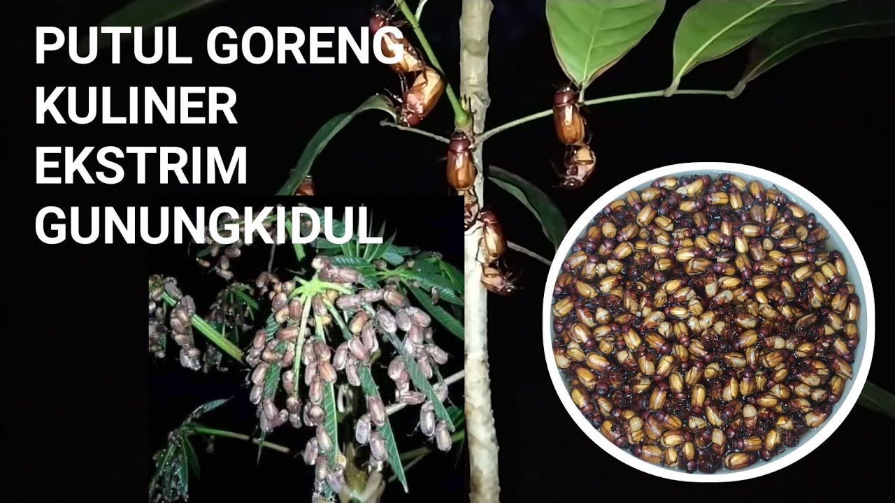 Berburu Putul Kuliner Ekstrim Gunungkidul - YouTube