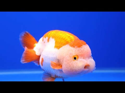 Ikan mas koki ranchu, ciri ciri ikan mas koki ranchu - YouTube