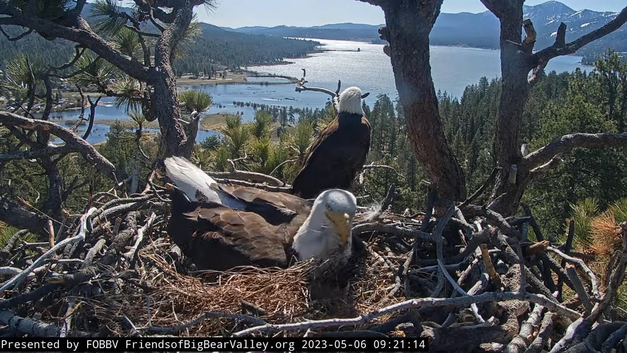 Saturday morning in the nest FOBBV CAM Big Bear Bald Eagle Live Nest ...