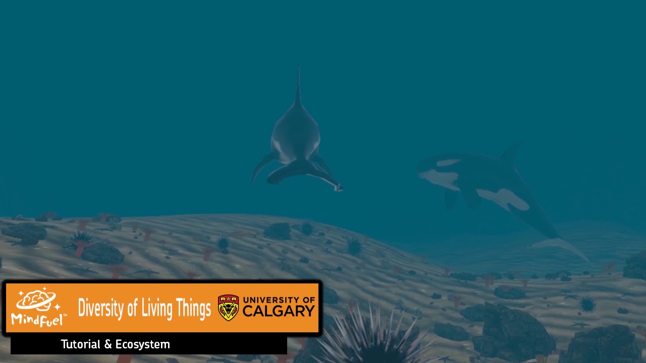 Diversity of Living Things - Virtual Reality Experience - YouTube