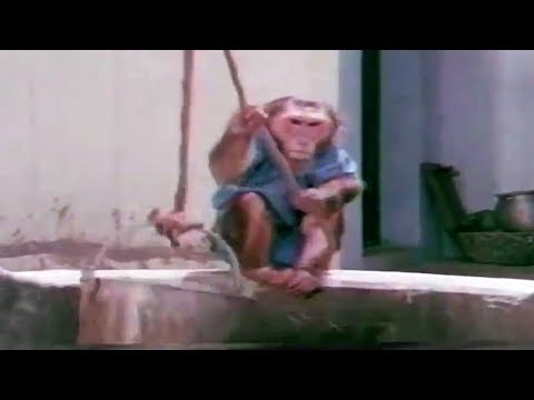 Kannada Movie Comedy Scene || Dog And Monkey Hilarious Comedy Scene || Kannada Hits || HD