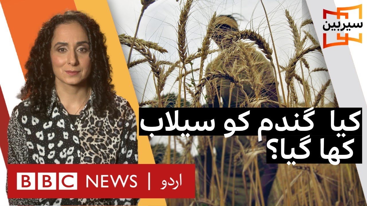 Sairbeen Wheat Crisis Worsened By The Floods In Pakistan BBC URDU