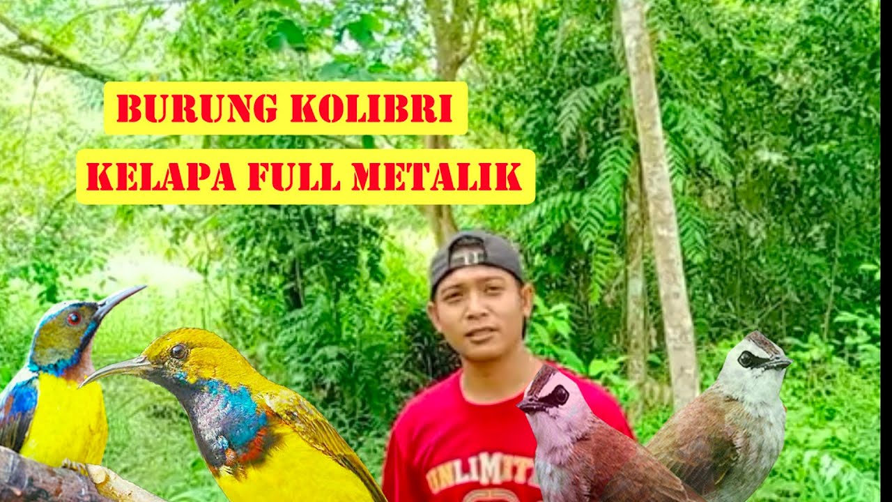 Metaliknya full body#pikat burung sogon - YouTube