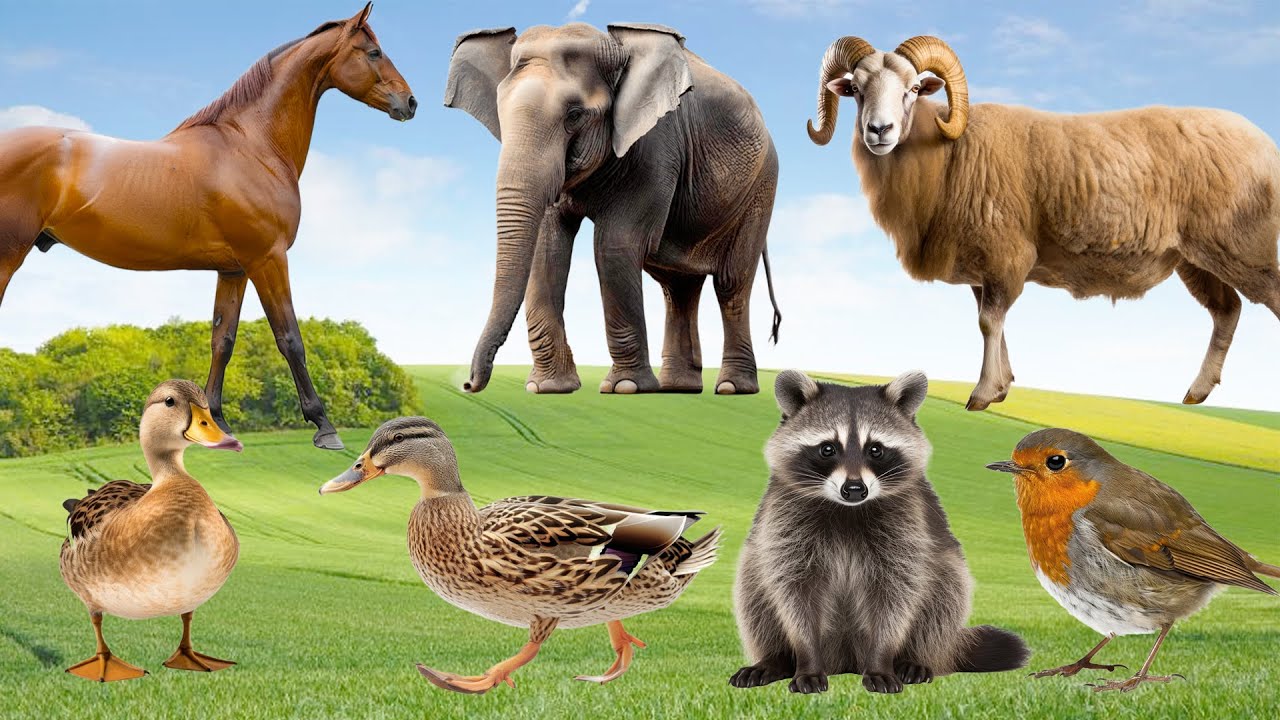 Beautiful Animal Moments: Goose, Raccoon, Elephant, Dog, Cat, Goat ...