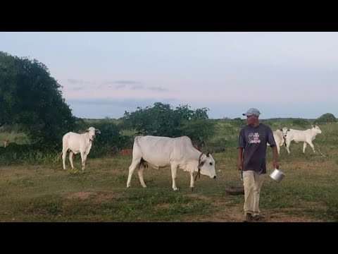 OLHA O MEDO DE FLAVIO DA VACA AOS POUCOS ELE TÁ CRIANDO CORAGEM,SITIO ...