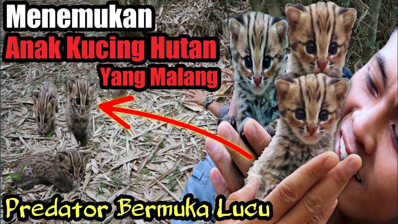 MACAN AKAR YANG MALANG! MENEMUKAN ANAK KUCING HUTAN PREDATOR BERMUKA ...