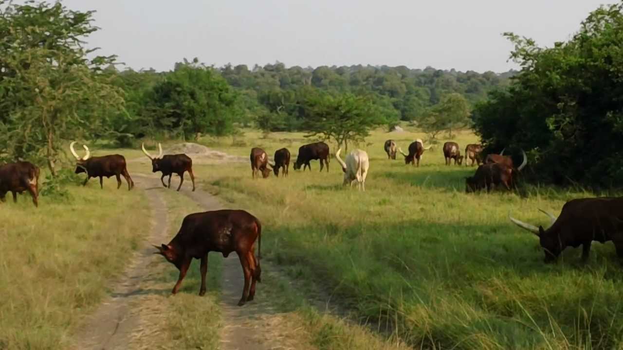 Ugandan Cows - YouTube