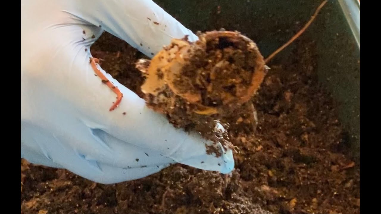 Paper Towel Roll = Worm Hotel 🪱 Vermihut Worm Bin Feeding #6 Tray 3 ...