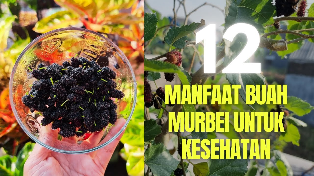 12 Manfaat Buah Murbei - YouTube
