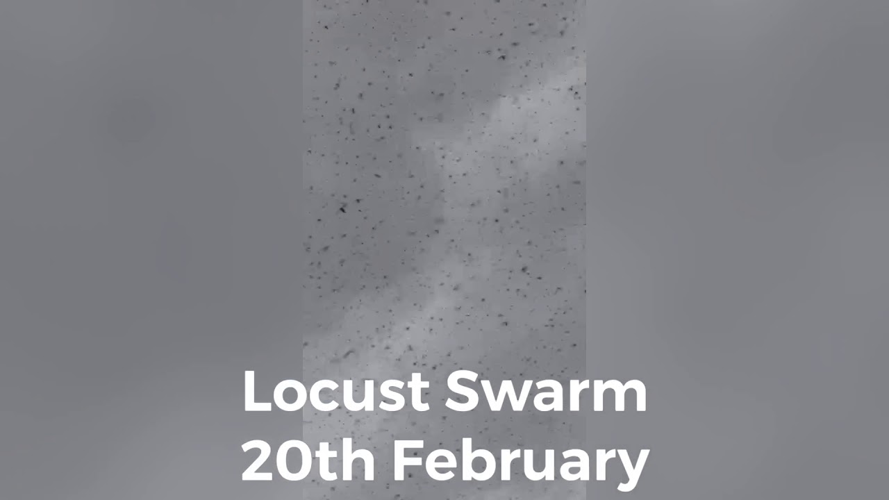 Locust Swarm 20th February 2020 - YouTube