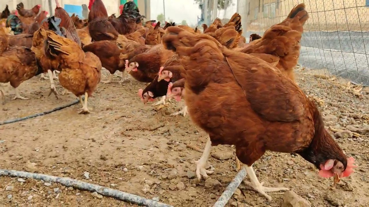 is #RIR breed ke chicks available hai - YouTube