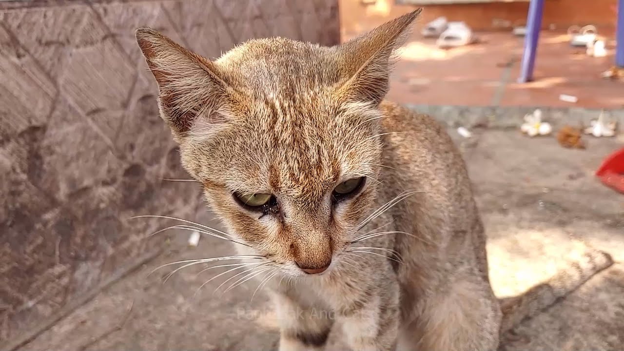 Street cats look weak and sick hungry cats #PanhasakAndCats - YouTube