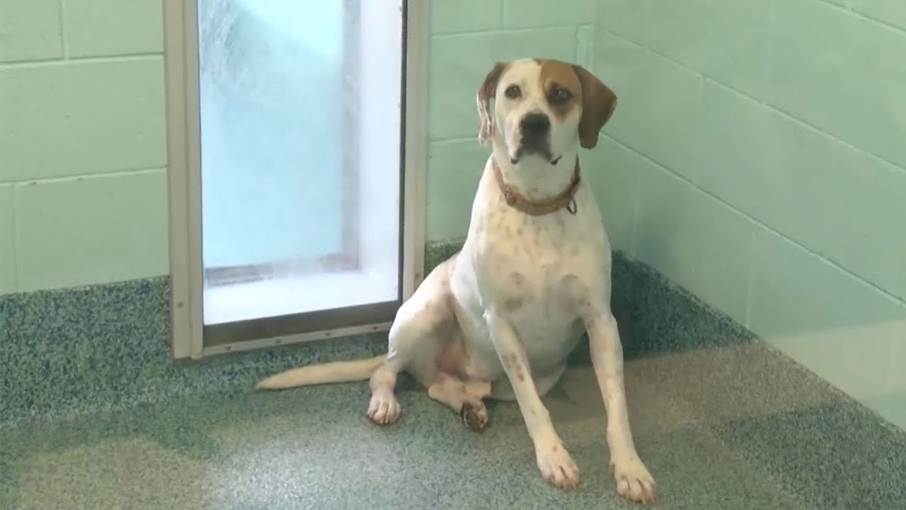 Collier County introduces animal abuser registry to protect pets - YouTube