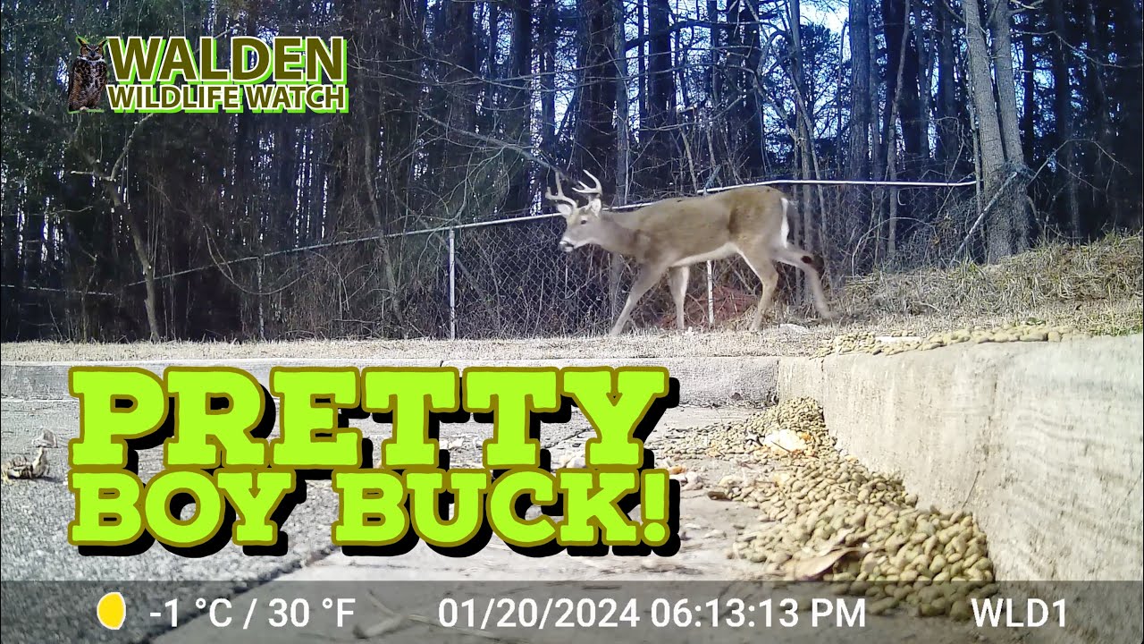 Pretty boy buck passed back through! 🦌 - YouTube