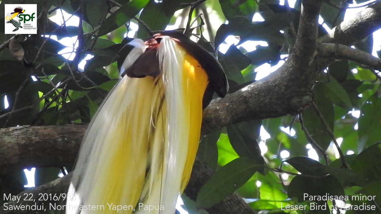 Lesser Bird of Paradise (Paradisaea minor): Close UP - YouTube