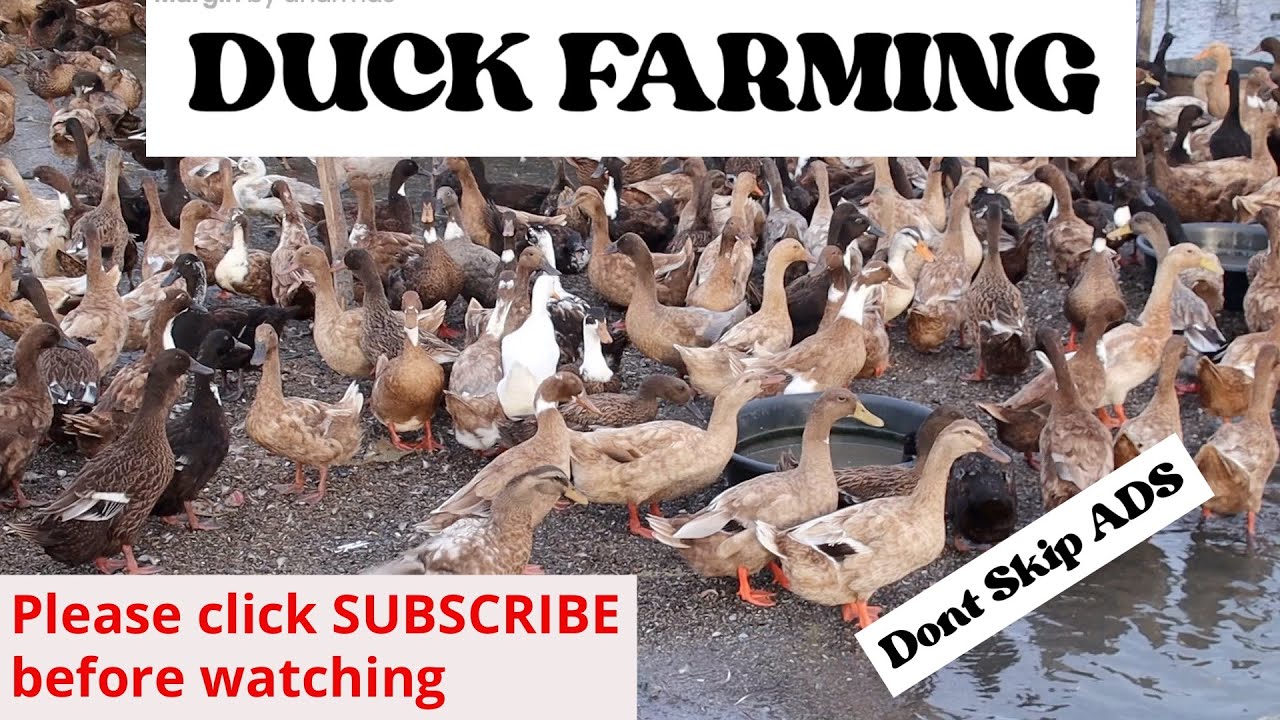 DUCK FARMING IN THE PHILIPPINES 2020 - YouTube