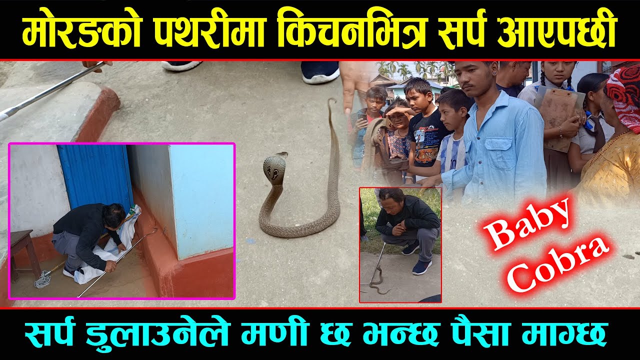 Morang Pathari spectacled cobra baby Rescue By Dev Rai || Snake Rescuer ...