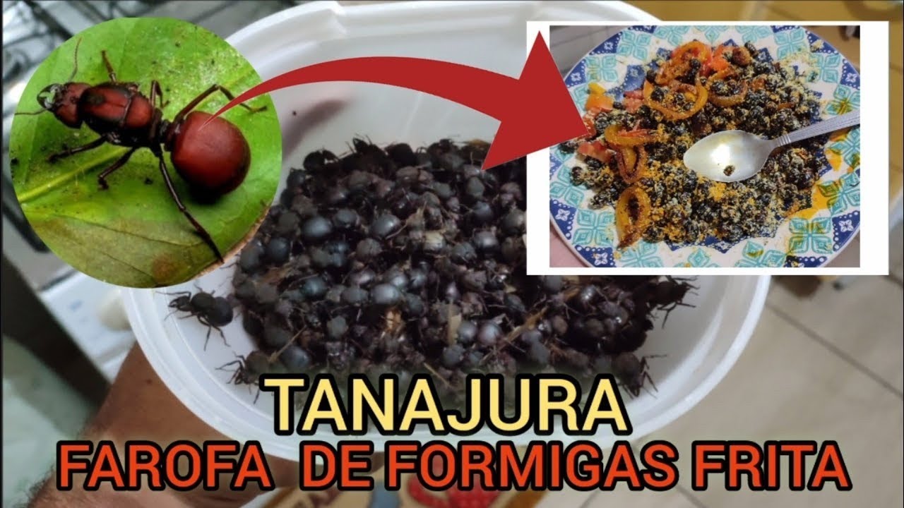 Comendo Formiga (tanajura). - YouTube