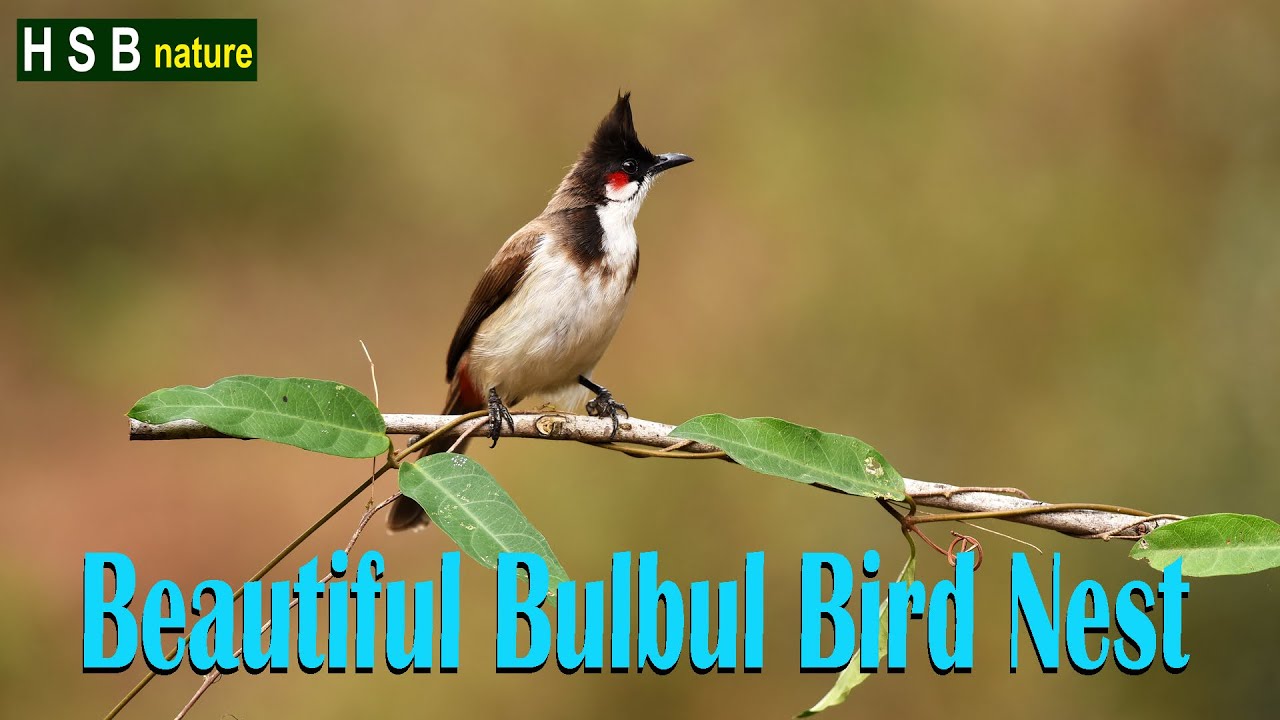 Beautiful Bulbul Bird Nest #birds #indianbirds #bbc #animals # ...