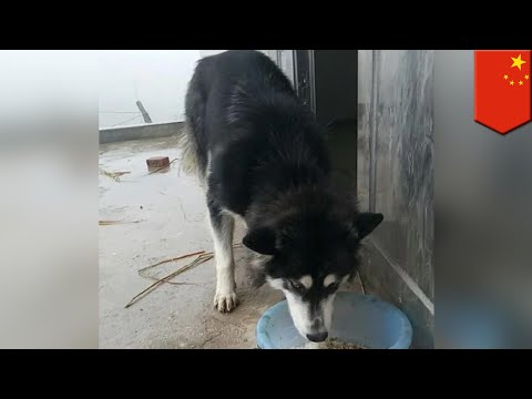 Anjing lompat dari lt.2 untuk sambut majikan, mendarat di atasnya - TomoNews