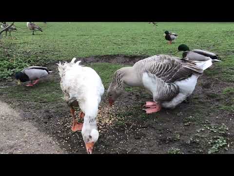 Dirty old gander and his grey goose have a feed - YouTube