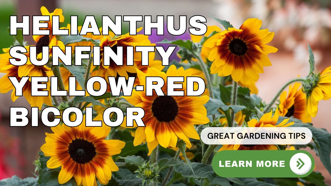 New Sunfinity Yellow Red Bicolor Helianthus #garden #sunflower 🌻 - YouTube