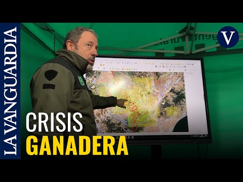 El Govern espera la luz verde de la UE para sacrificar jabalíes en la zona cero