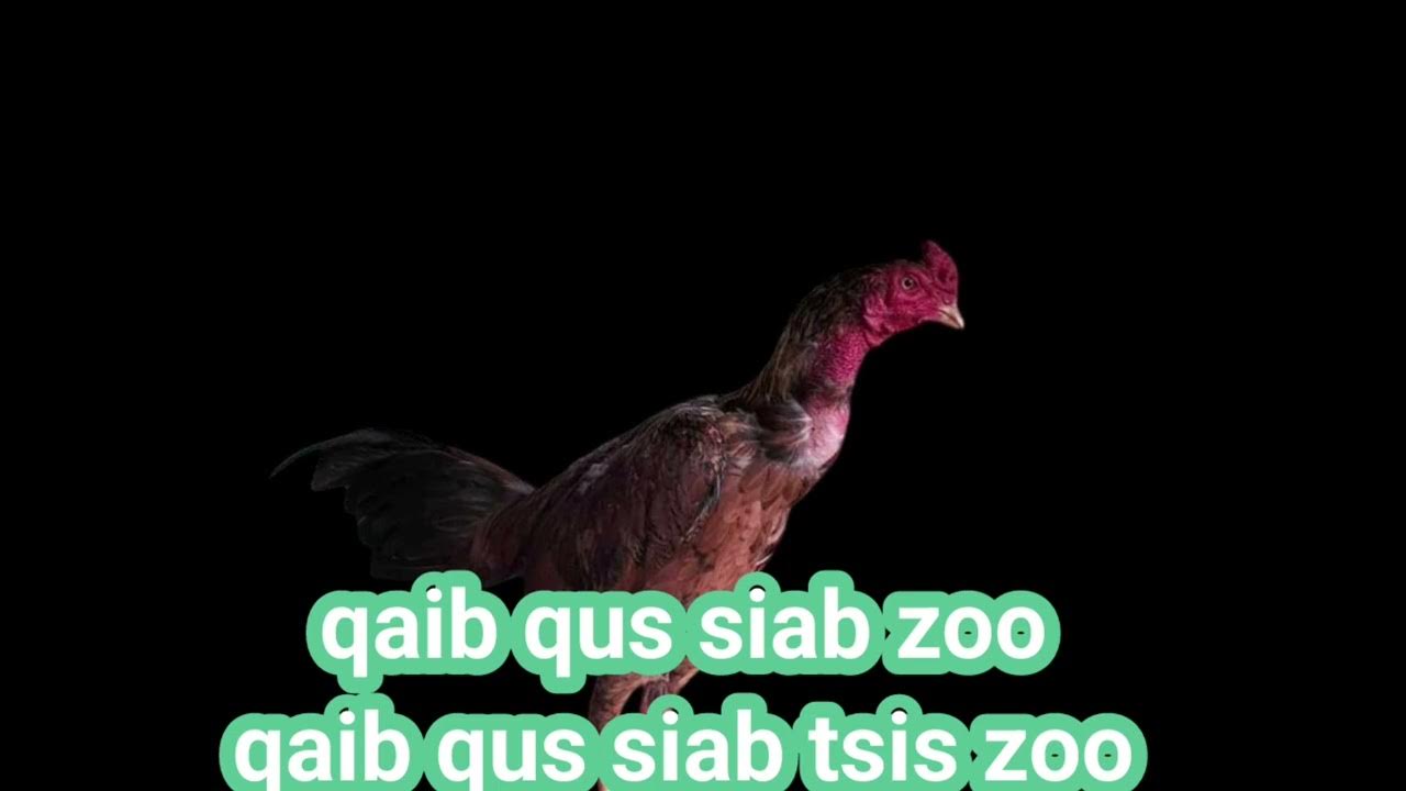 Qaib sib ncaws qus qus siab zoo thiab qus qus siab tsis zoo sib txawv li cas - YouTube